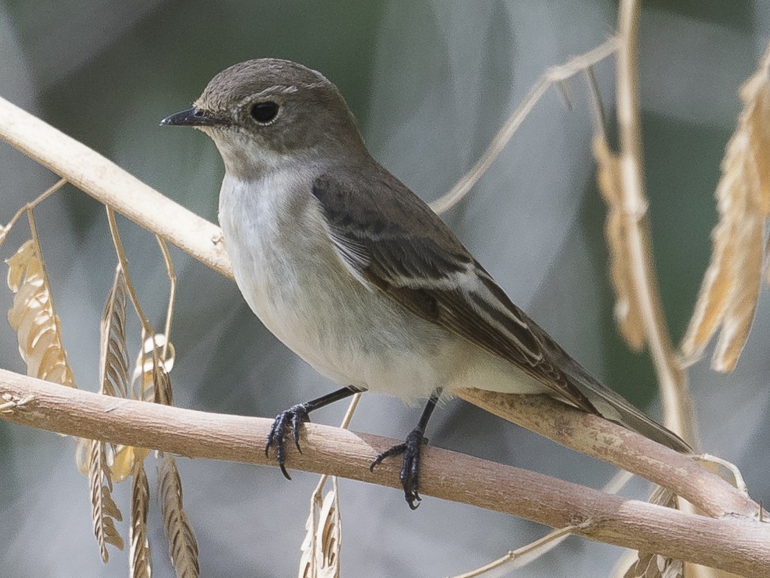 Semicollared Flycatcher - eBird
