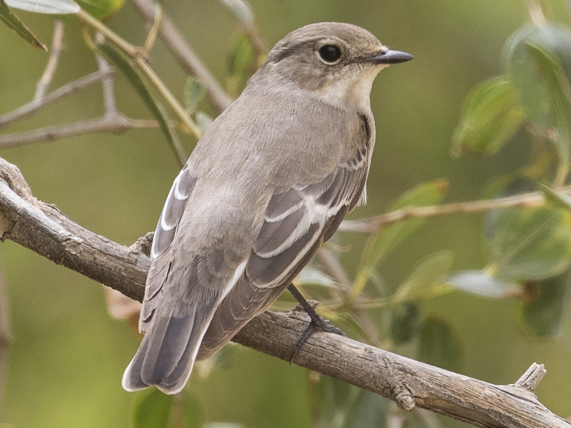 Semicollared Flycatcher - eBird