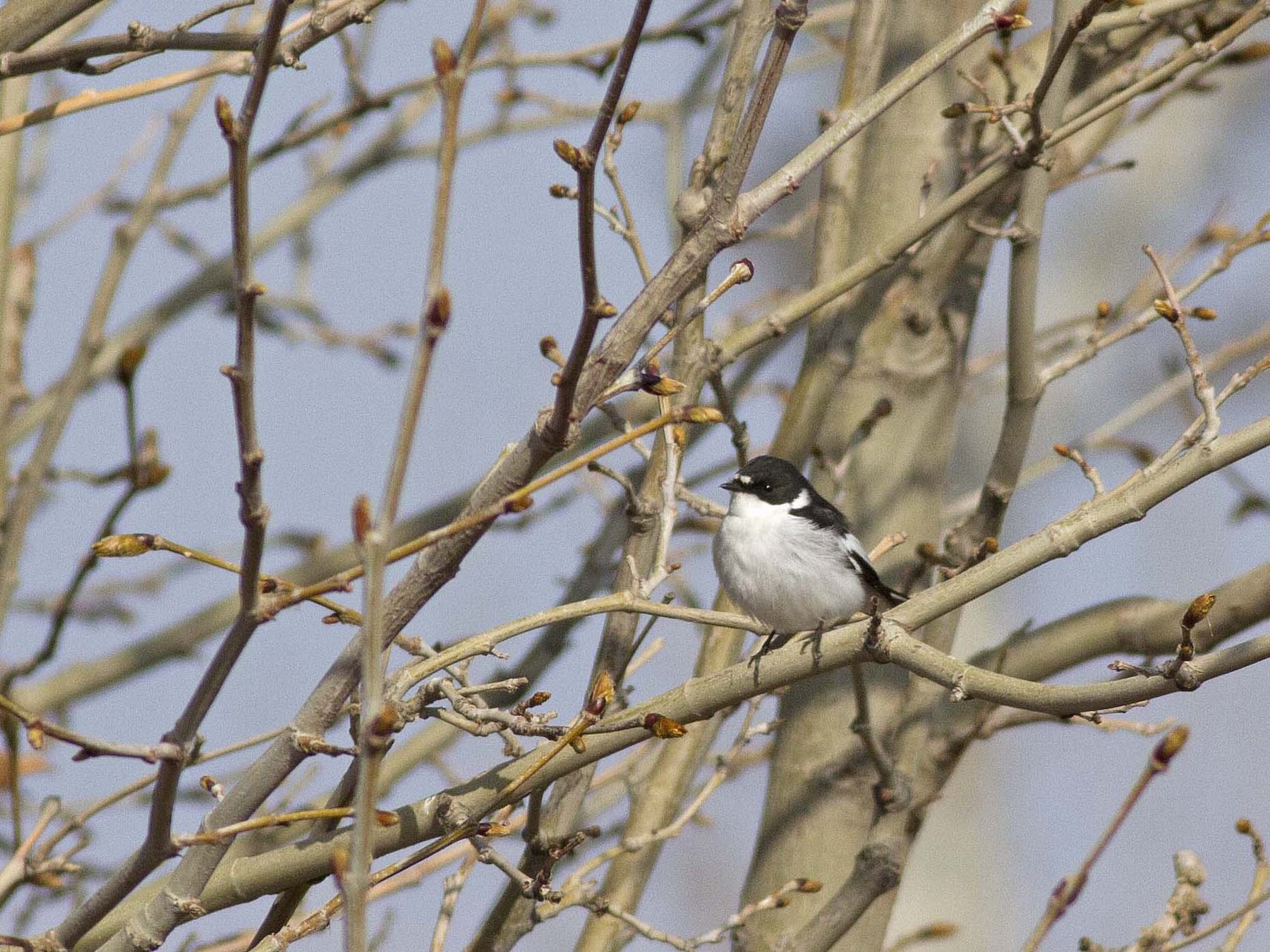 Semicollared Flycatcher - eBird