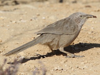 Arabian Babbler - Argya squamiceps - Birds of the World