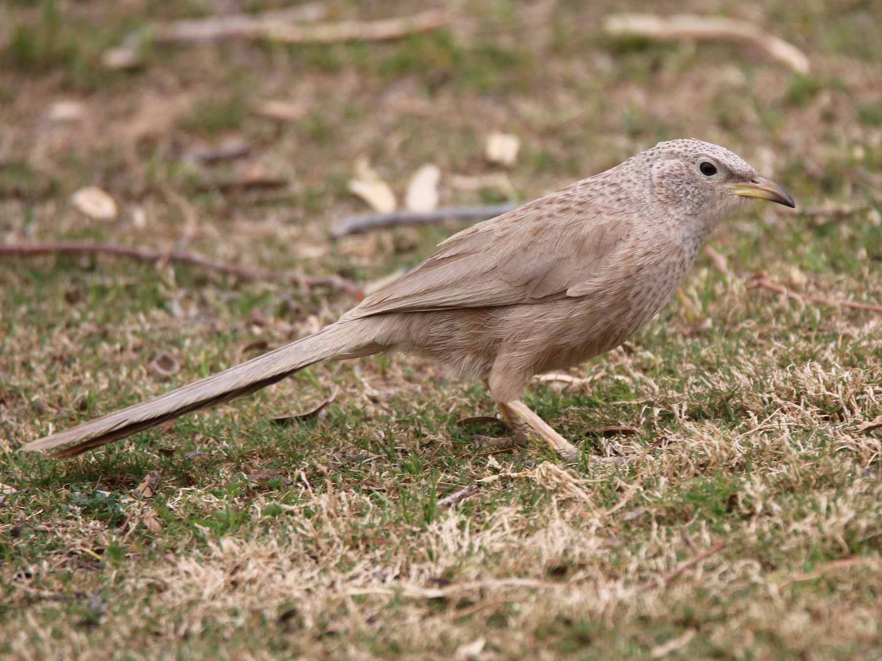 Arabian Babbler - eBird