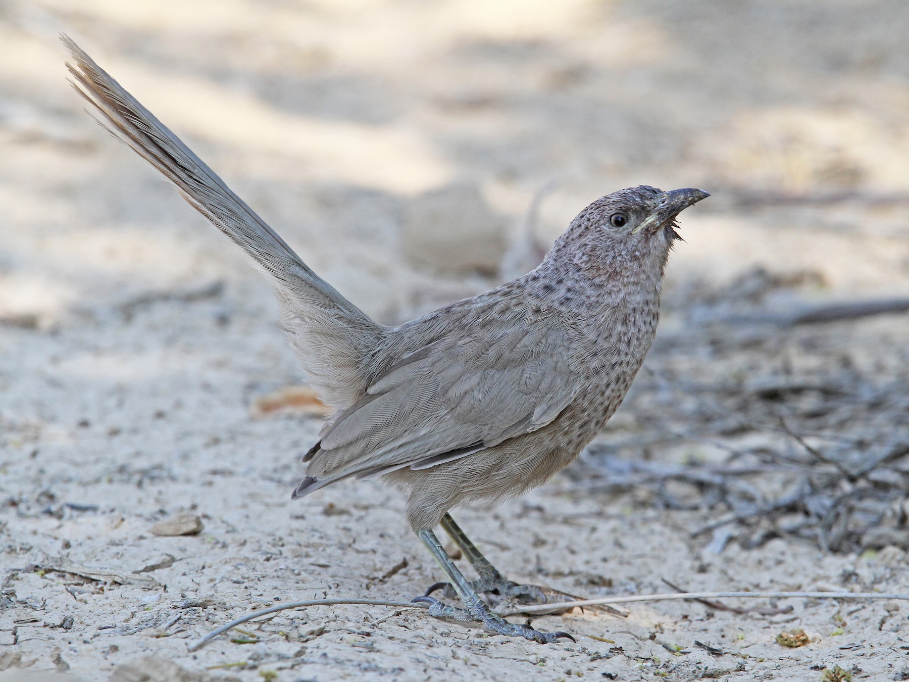 Arabian Babbler - eBird