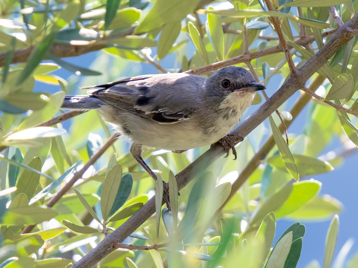 Curruca de Rüppell - eBird
