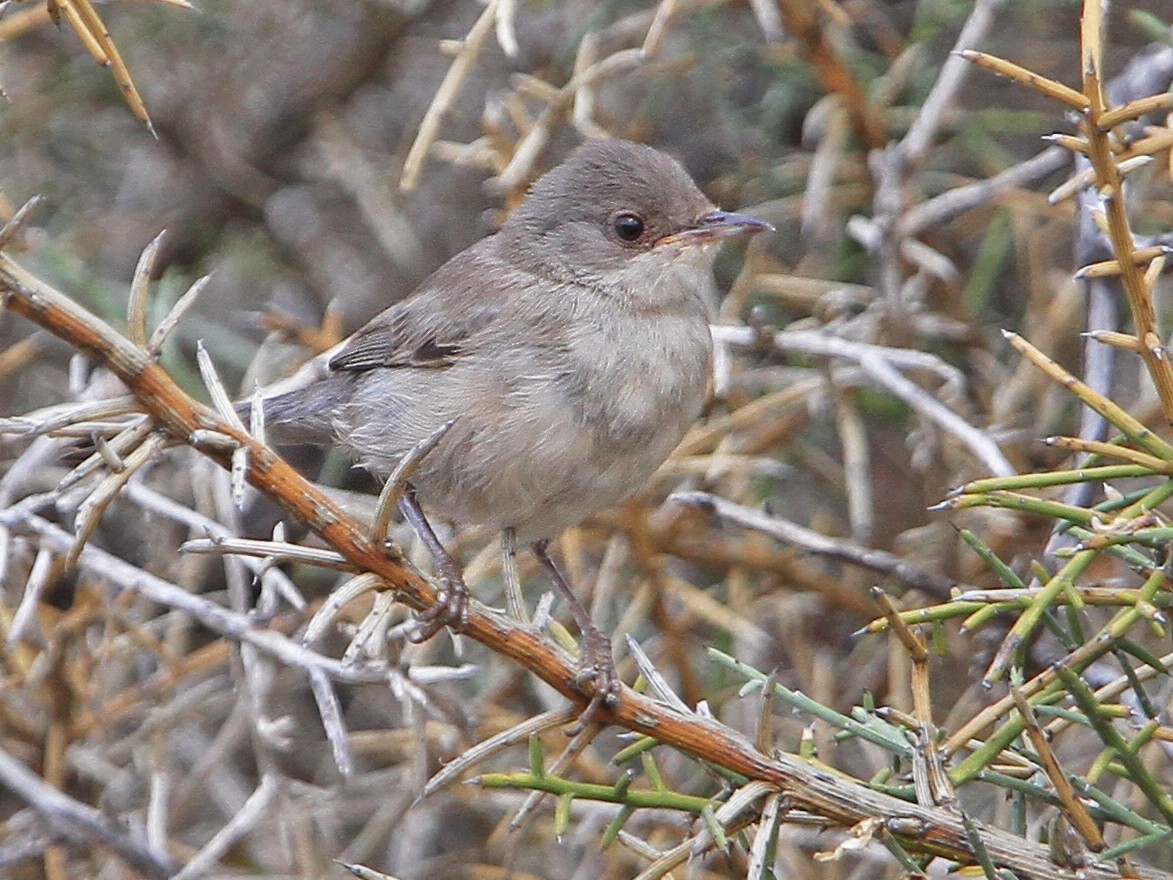 Cyprus Warbler - eBird