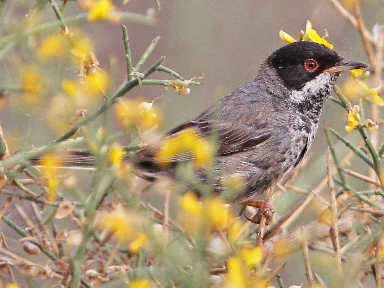 Cyprus Warbler - eBird
