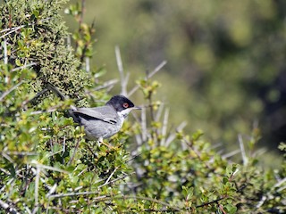 Cyprus Warbler - eBird