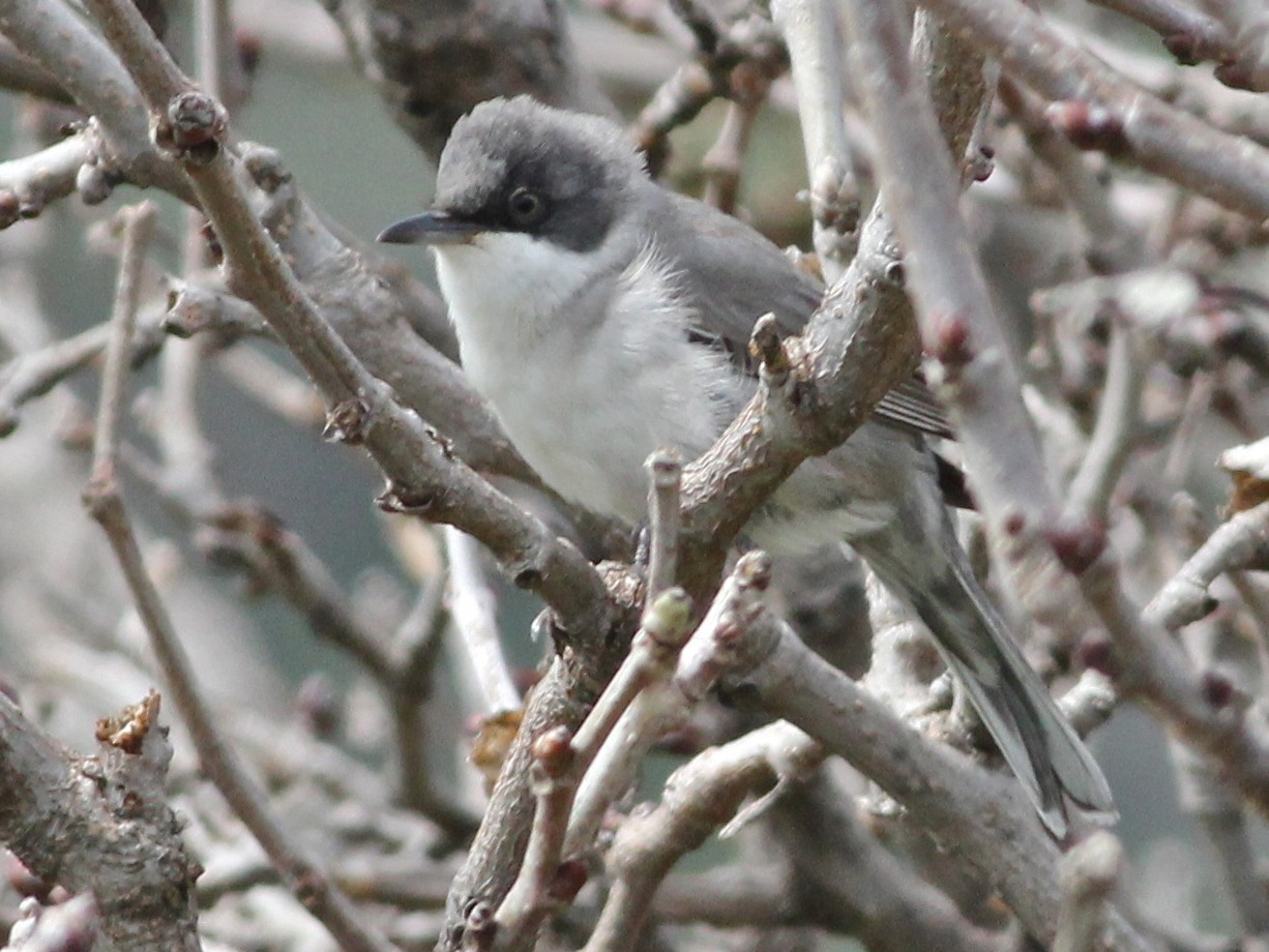 Eastern Orphean Warbler - eBird