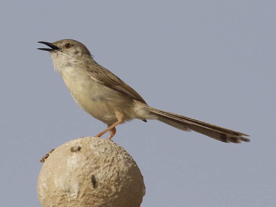 Delicate Prinia (Indian Graceful Prinia) - eBird