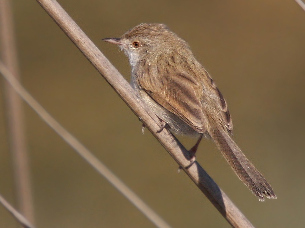 Delicate Prinia - eBird