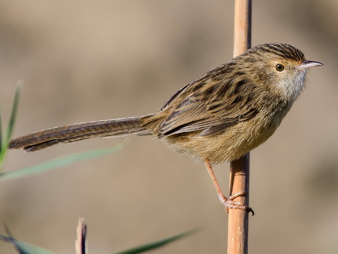 Delicate Prinia - eBird