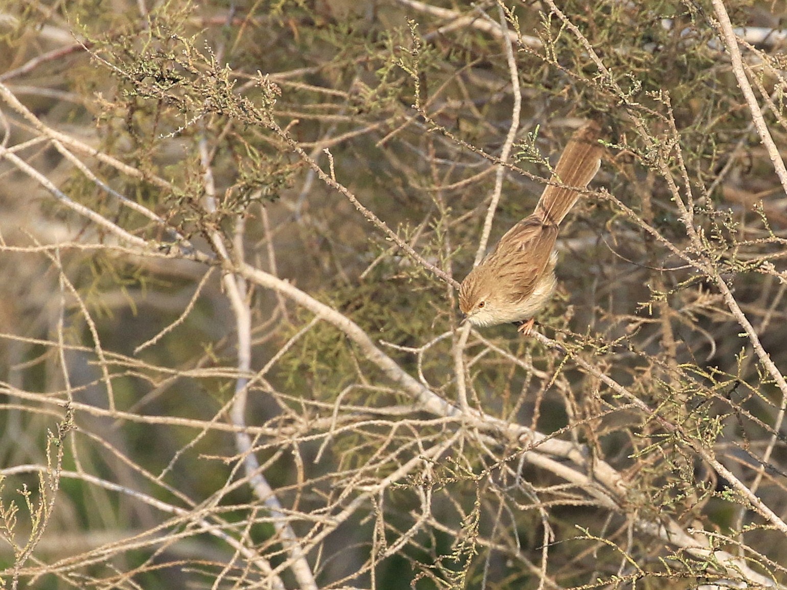 Delicate Prinia - eBird