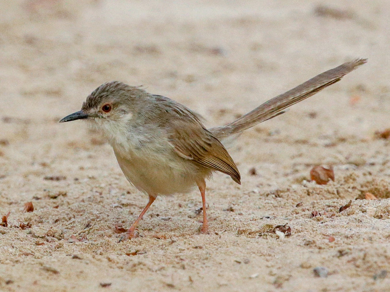 Delicate Prinia - eBird