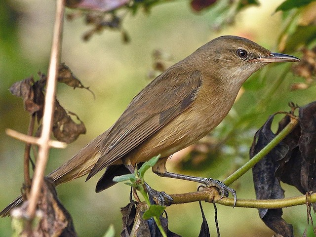 Reed Warbler
