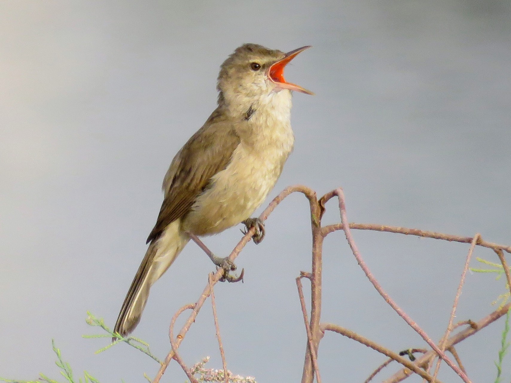 Clamorous Reed Warbler - eBird