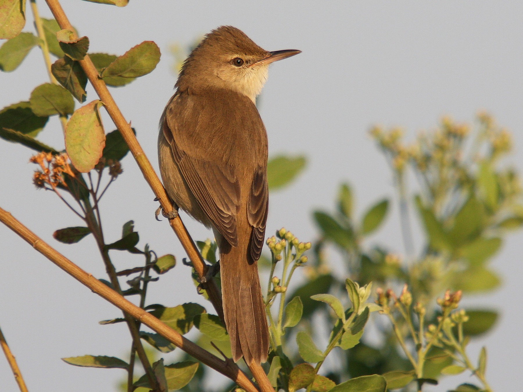 Clamorous Reed Warbler - eBird
