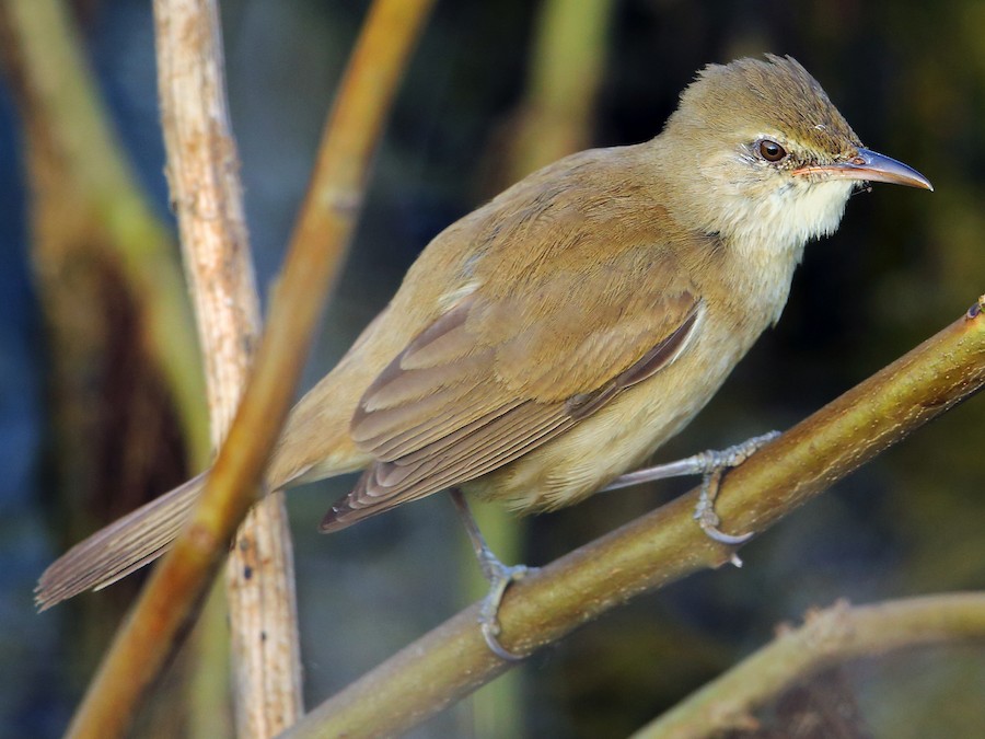 Clamorous Reed Warbler - eBird