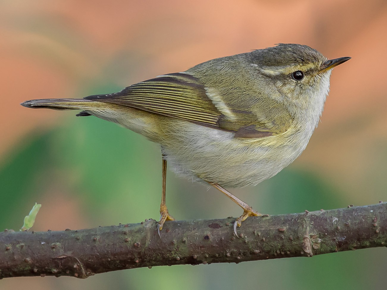 Hume's Warbler - eBird