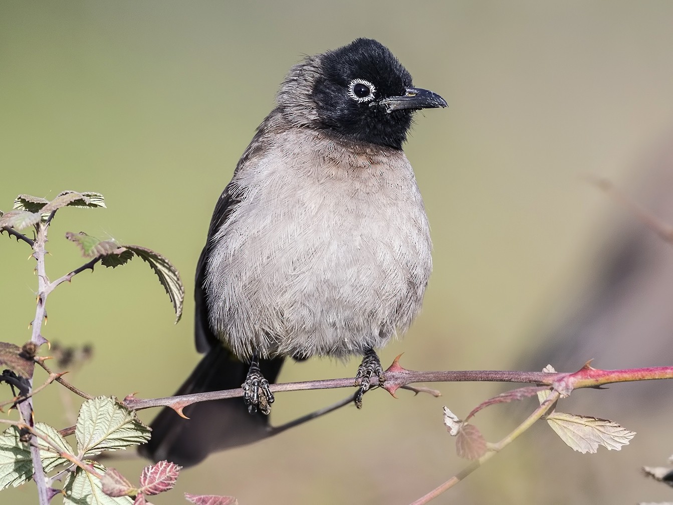 White-spectacled Bulbul - eBird