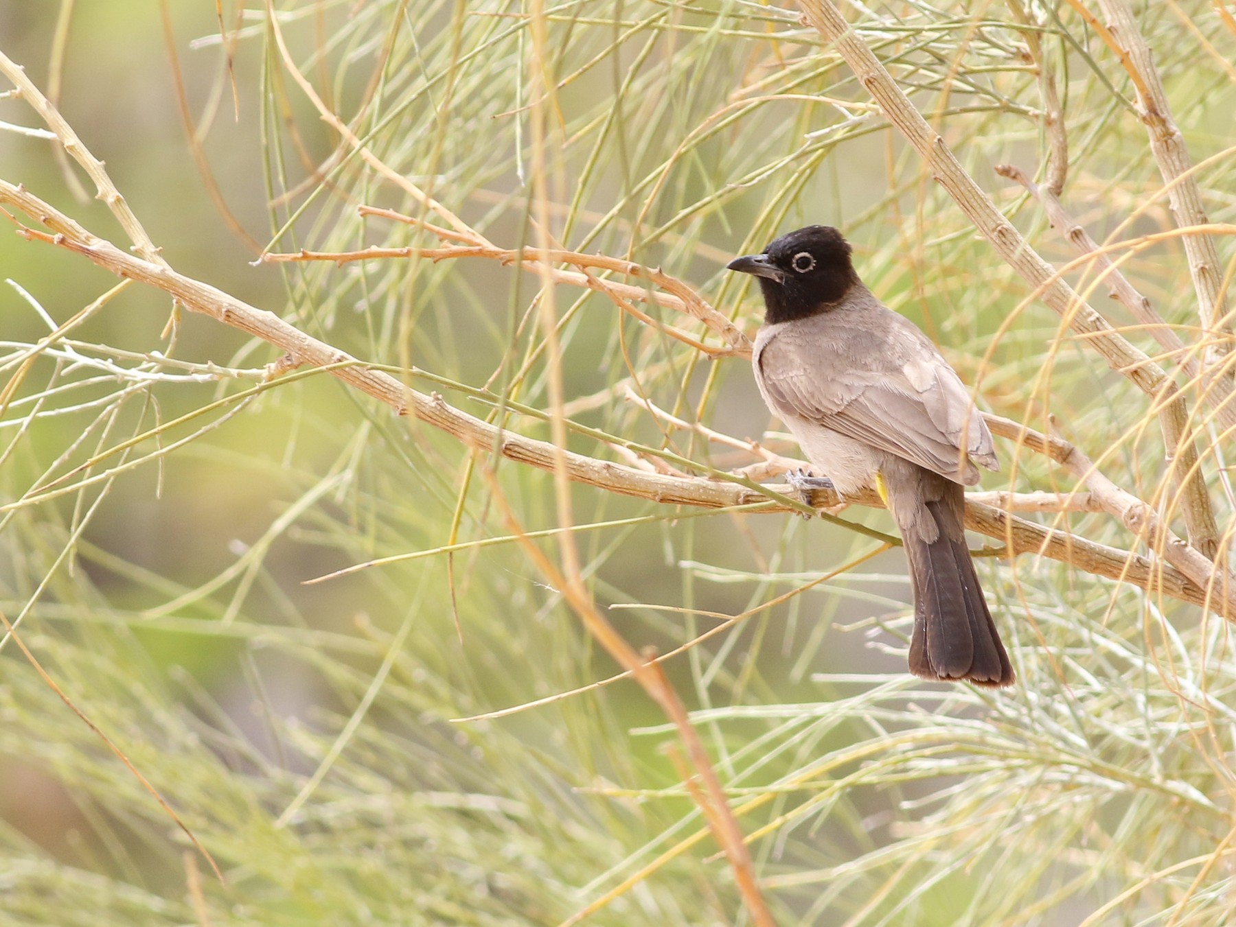 White-spectacled Bulbul - eBird