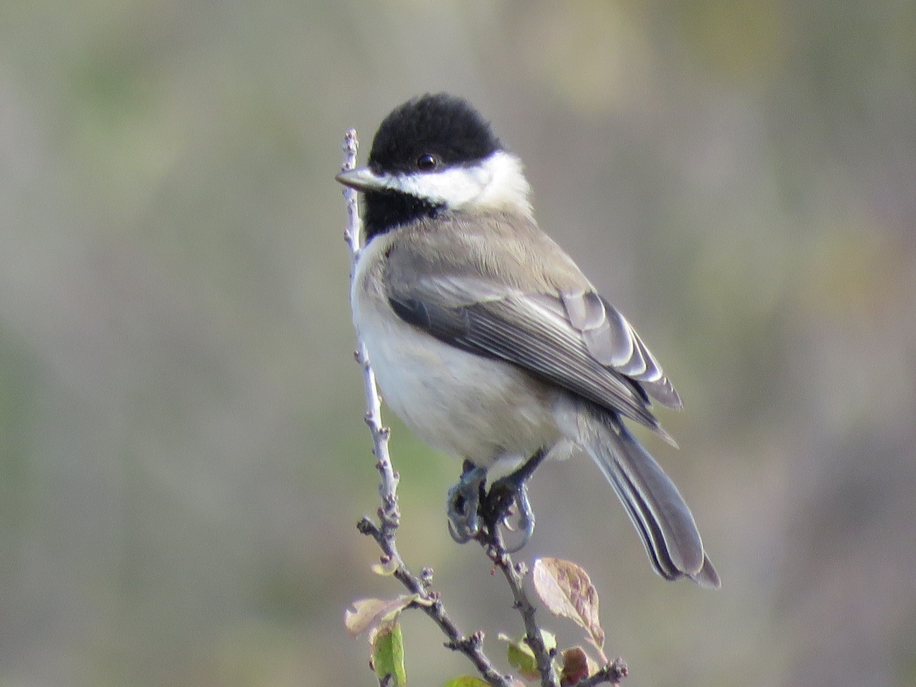 Mésange lugubre - eBird