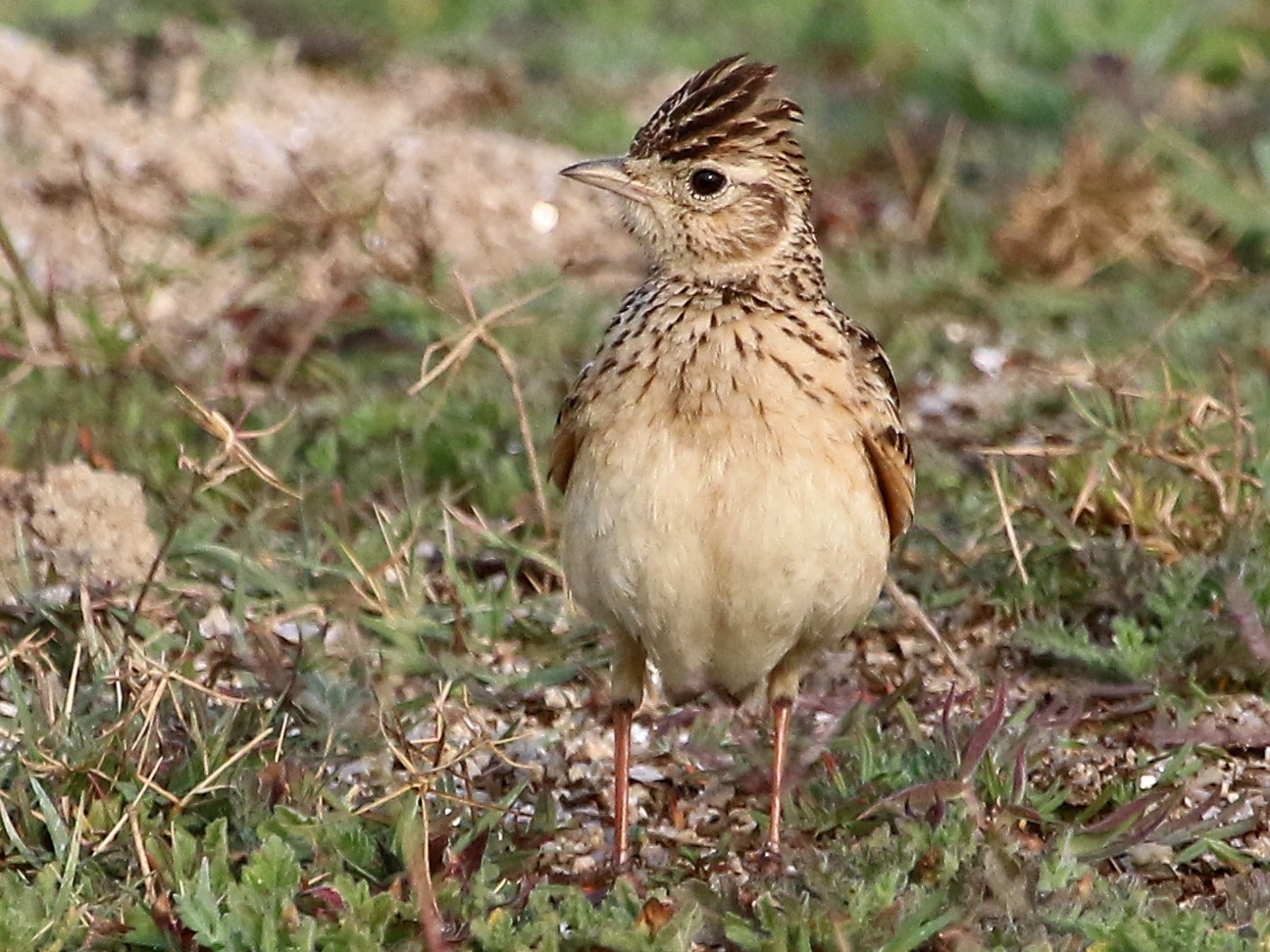 Oriental Skylark - eBird