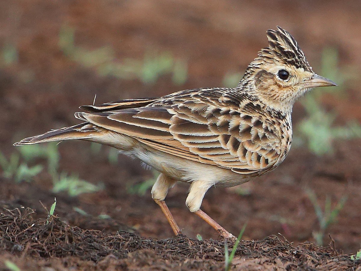 Oriental Skylark - Alauda gulgula - Birds of the World
