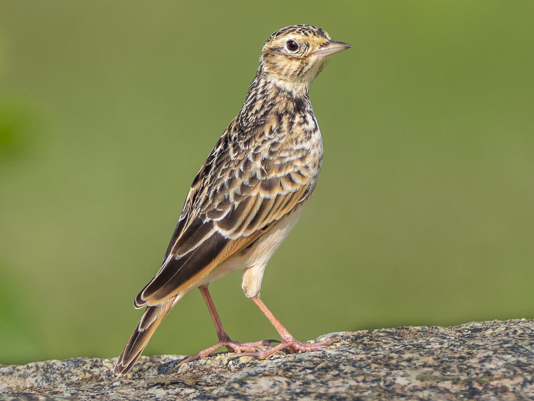 Oriental Skylark - eBird