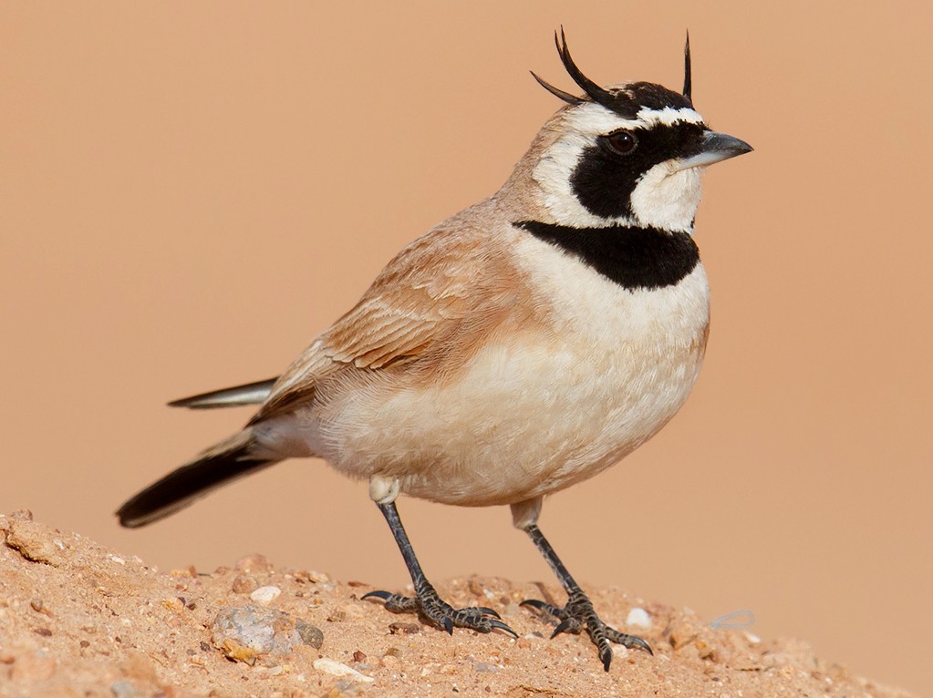 Temminck's Lark - Eremophila bilopha - Birds of the World