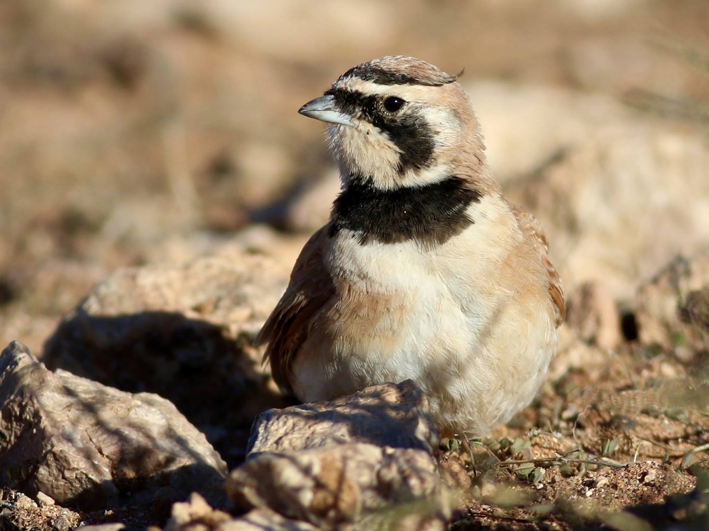 Temminck's Lark - eBird