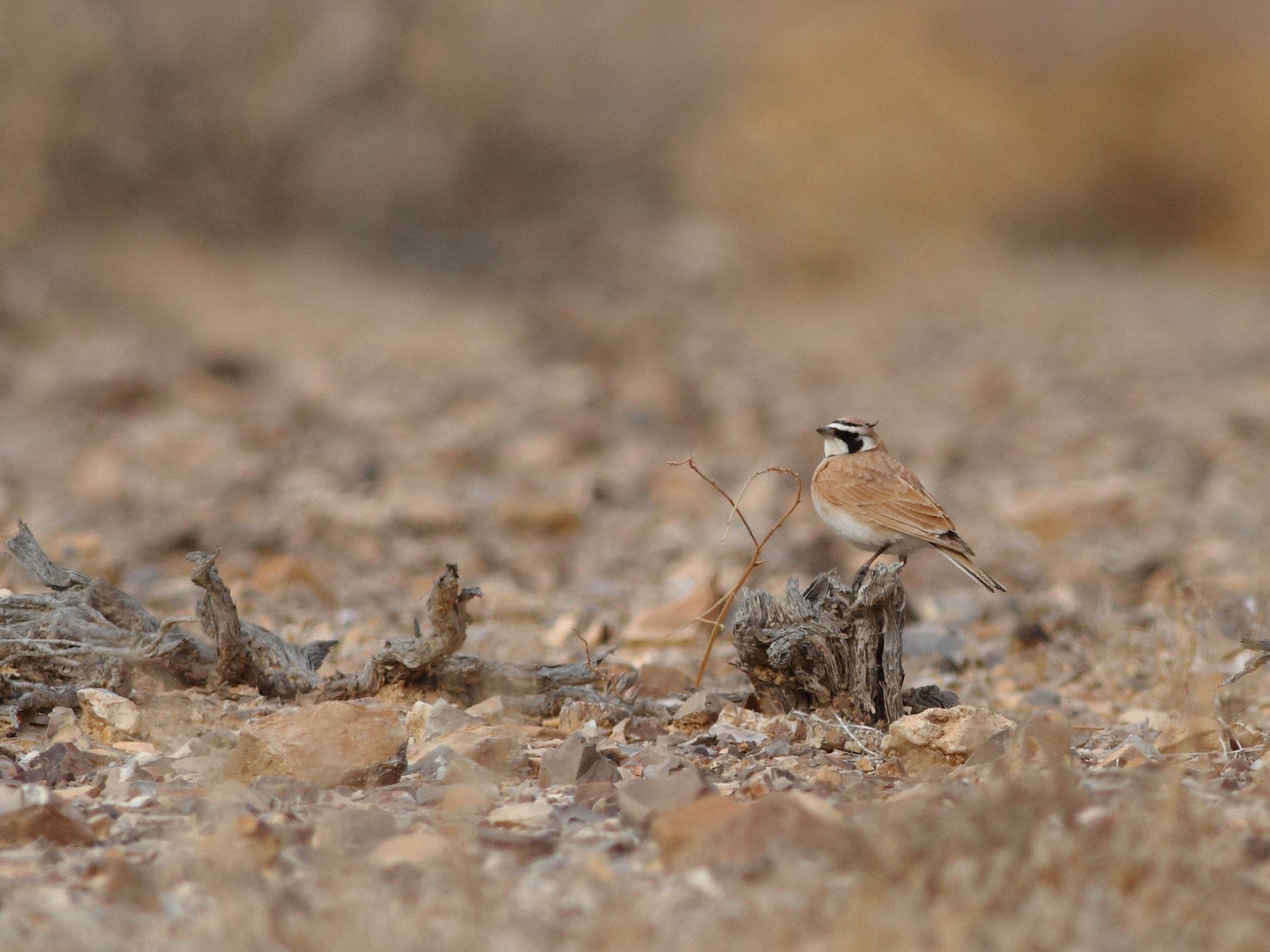 Temminck's Lark - eBird