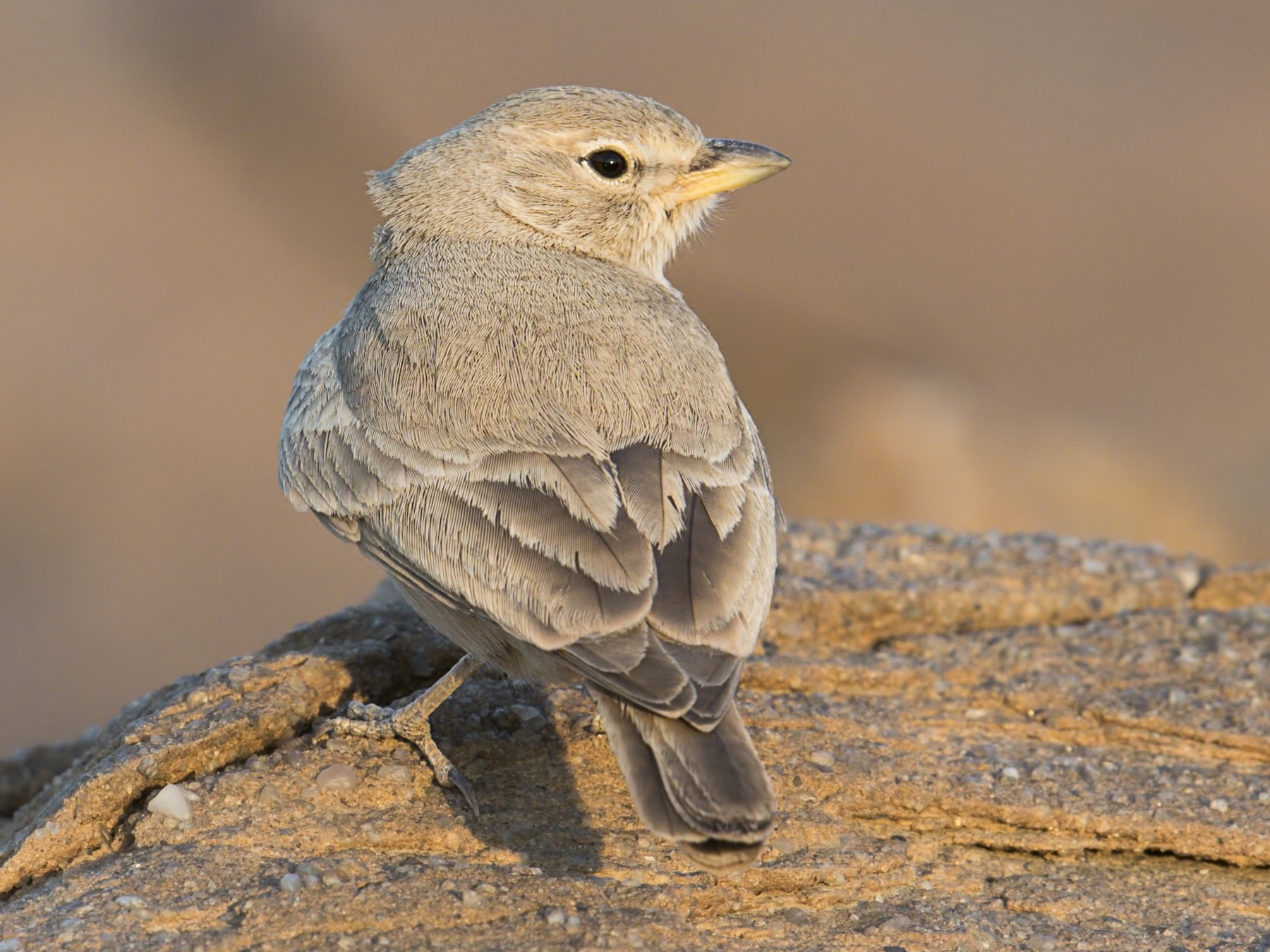Desert Lark - eBird