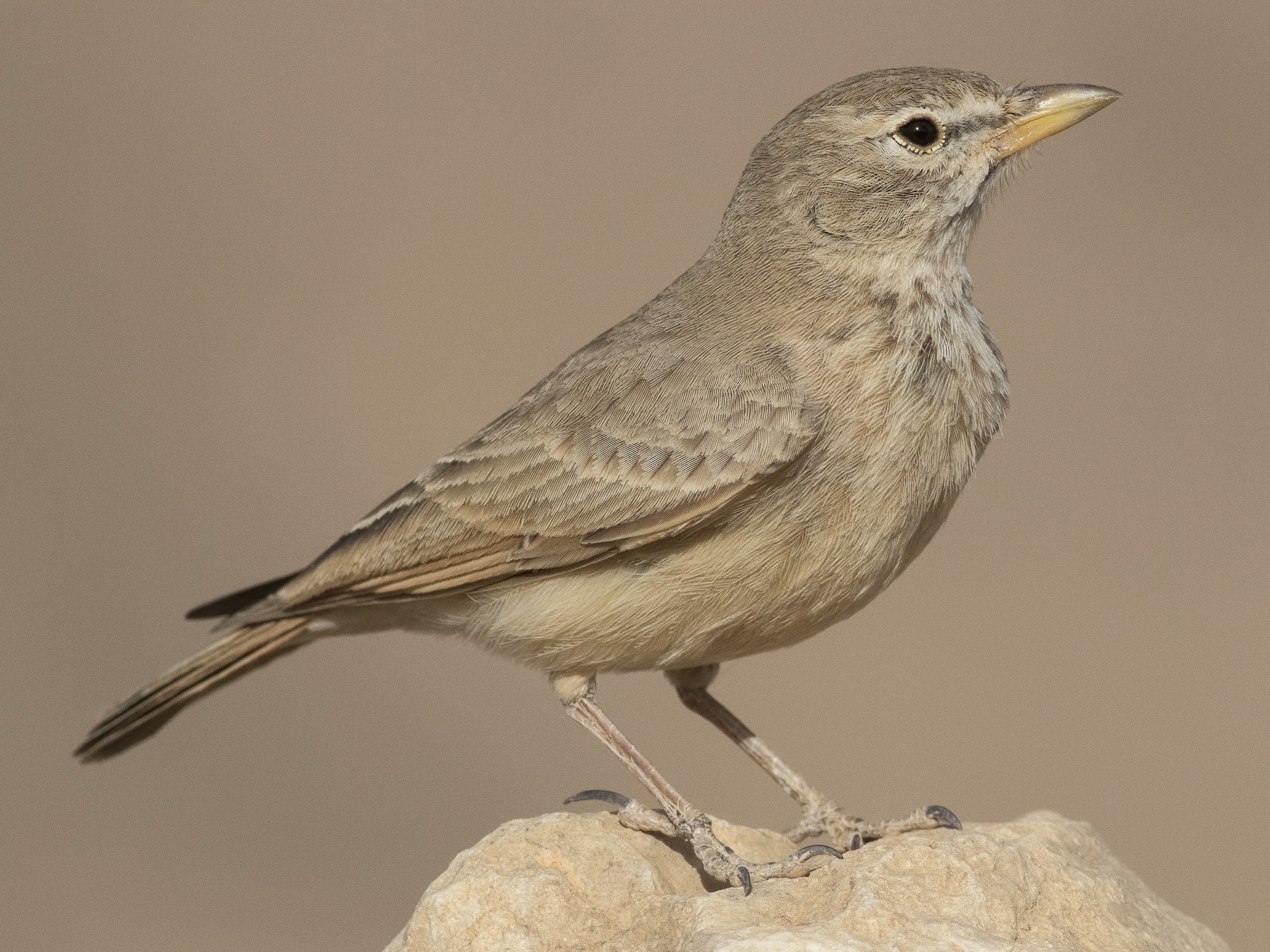 Desert Lark - eBird