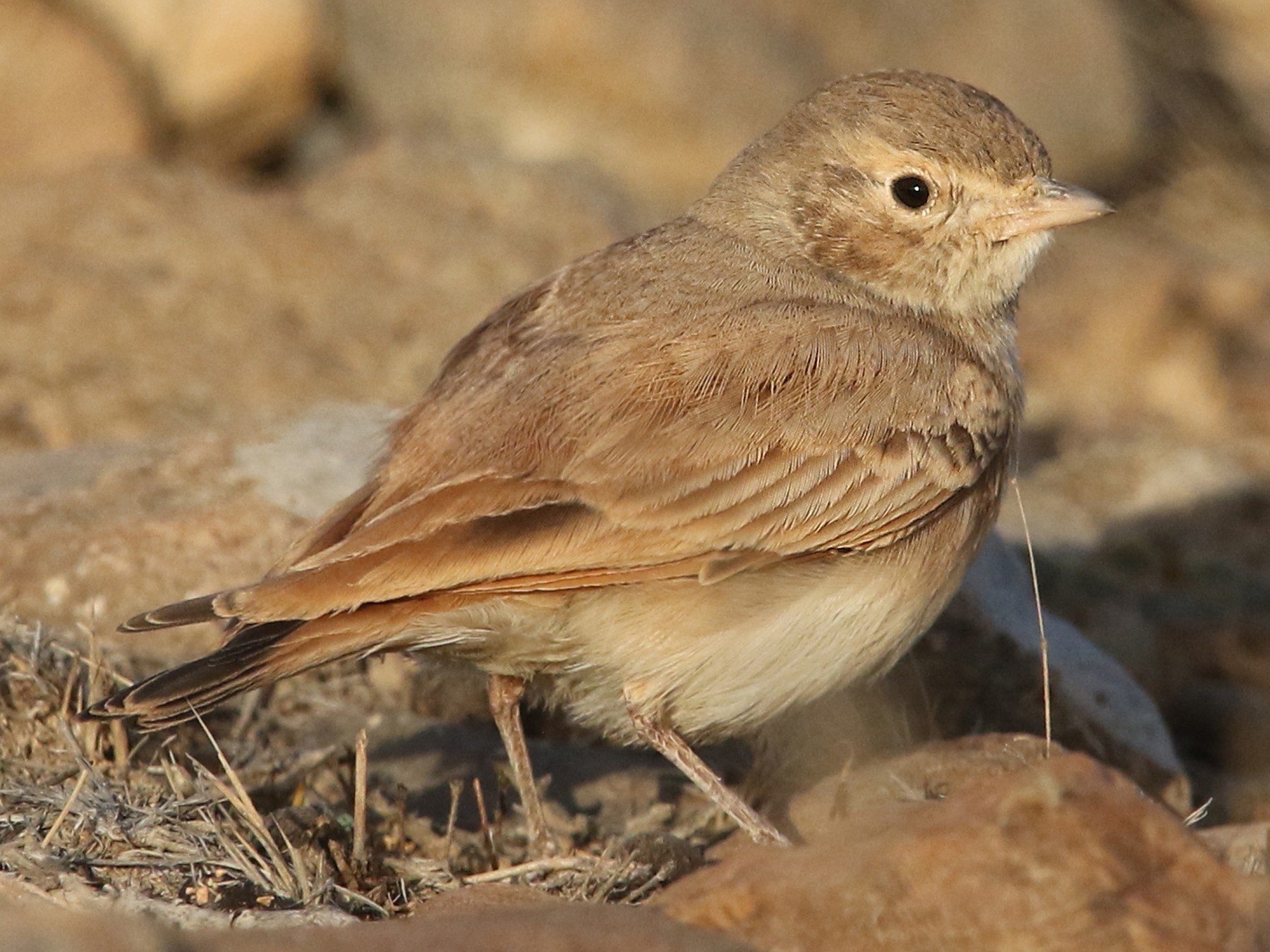 Bar-tailed Lark - eBird