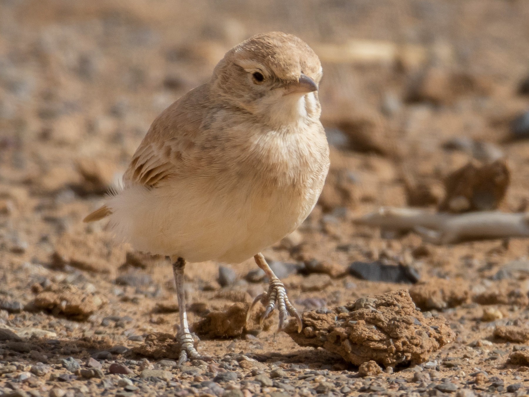 Bar-tailed Lark - eBird