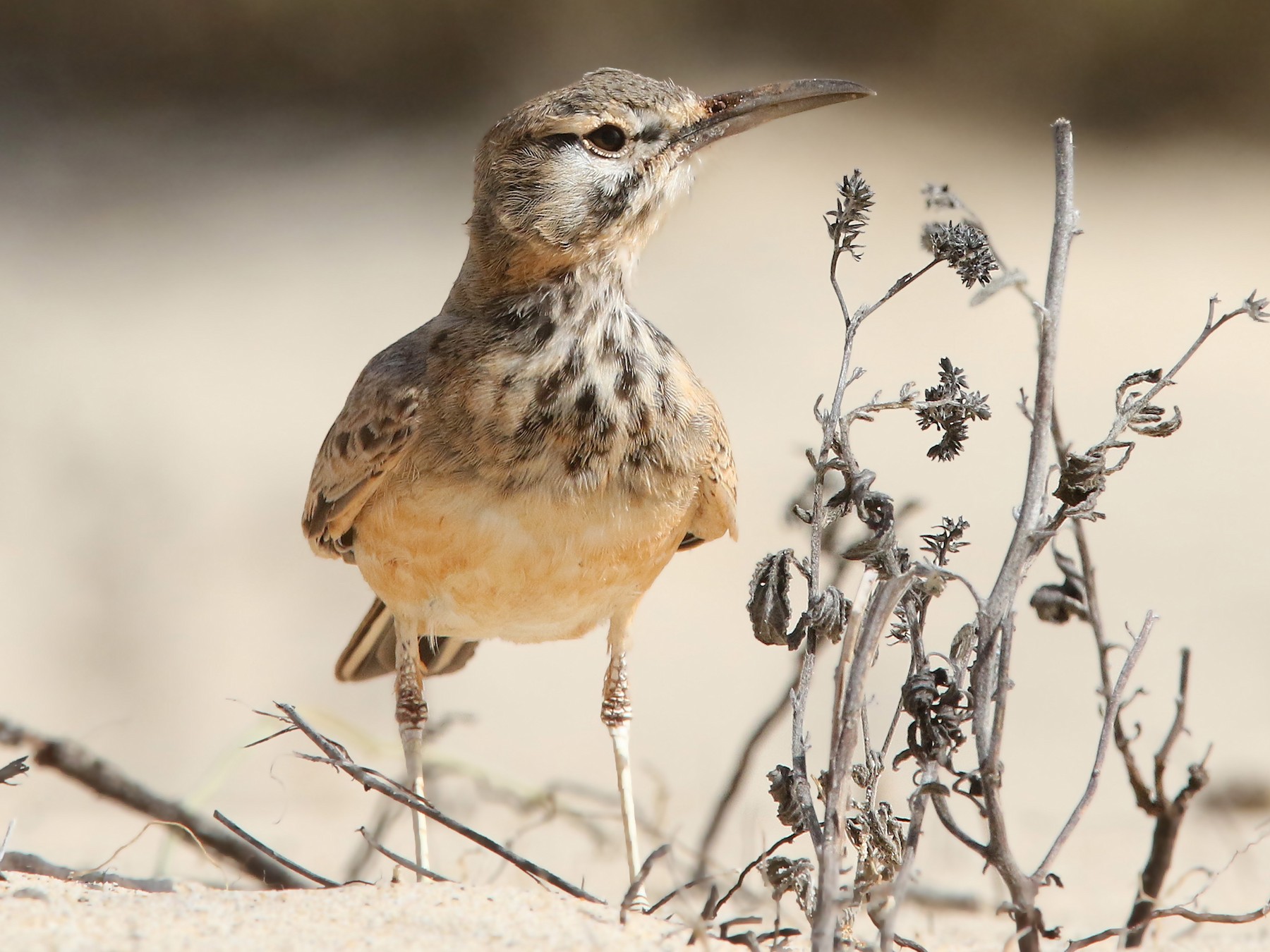 Greater Hoopoe-Lark - eBird