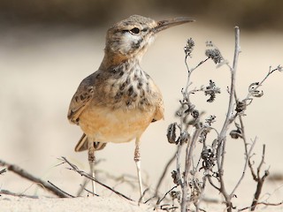 Greater Hoopoe-Lark - eBird
