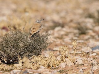 Greater Hoopoe-Lark - eBird