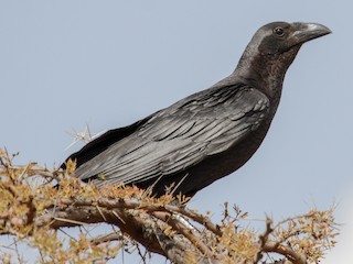 Fan-tailed Raven - eBird