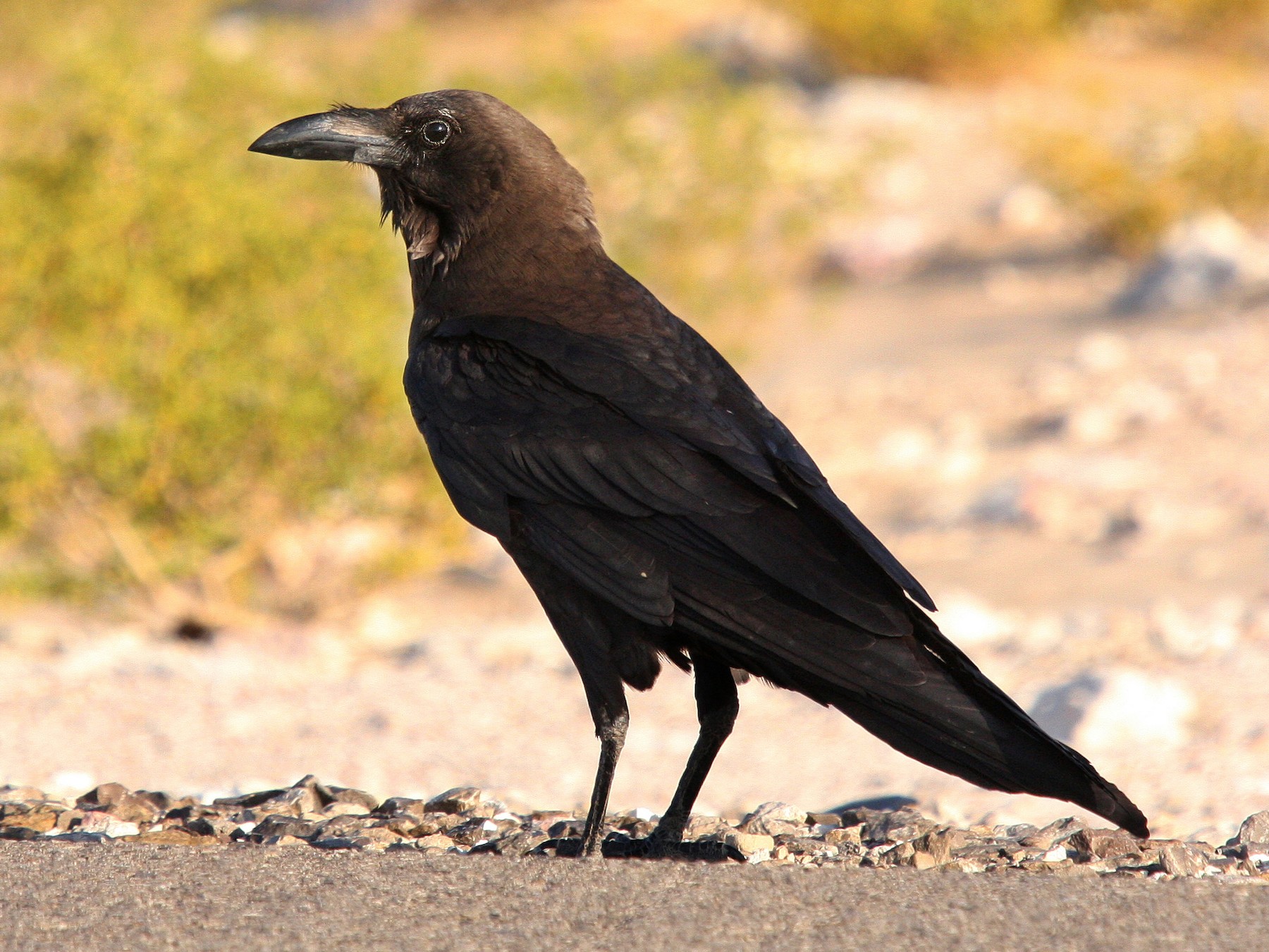 Brown-necked Raven - eBird