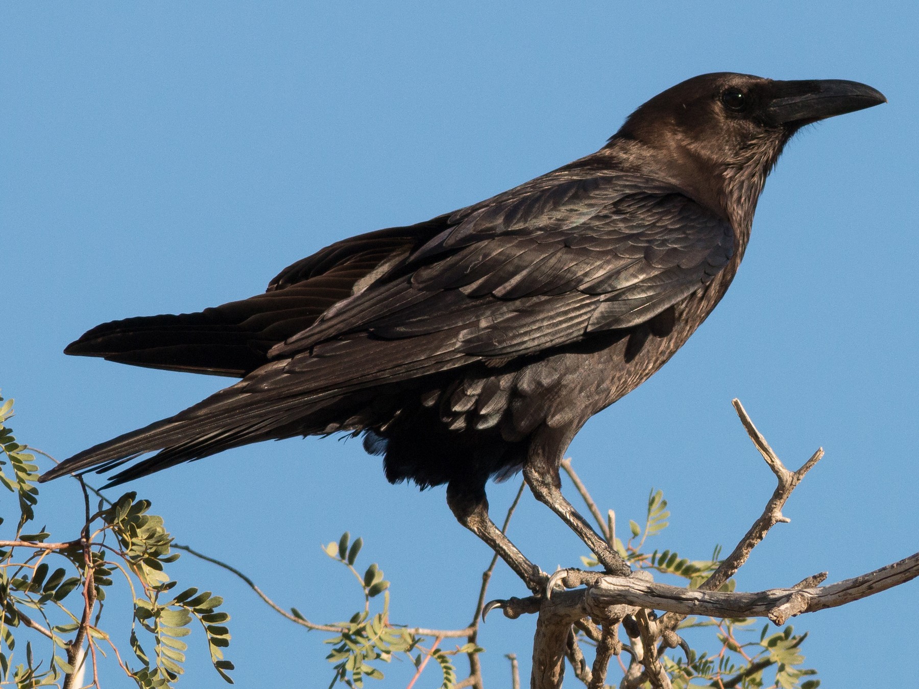 Brown-necked Raven - eBird