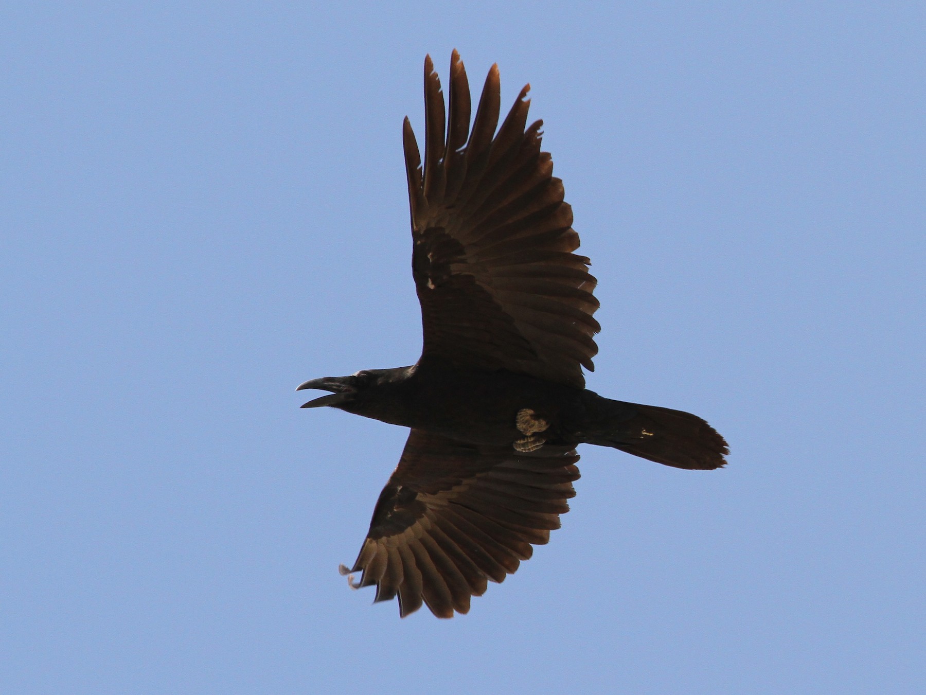 Brown-necked Raven - eBird
