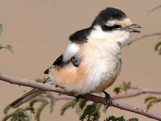 Masked Shrike - Lanius nubicus - Birds of the World