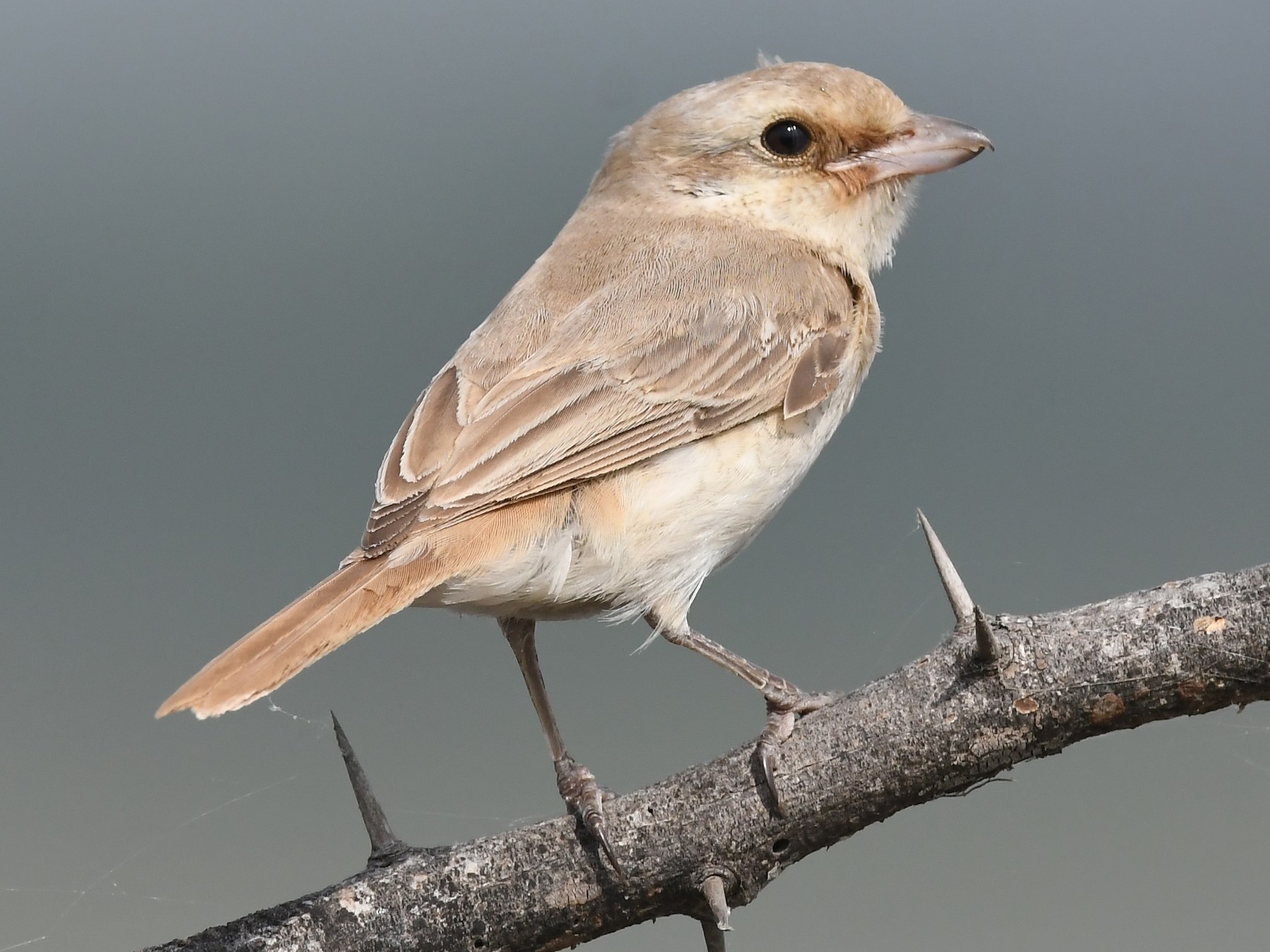 Isabelline Shrike - eBird