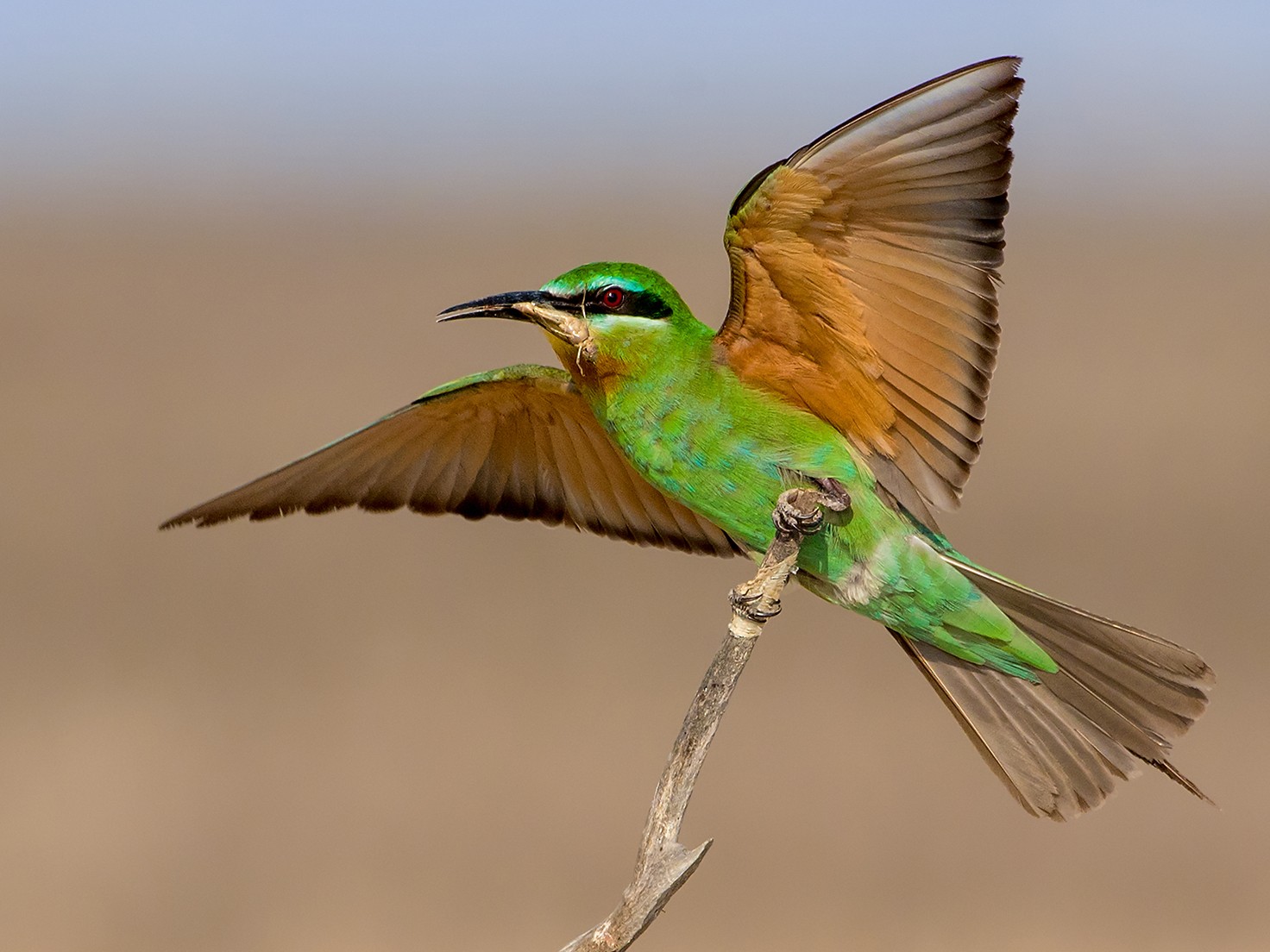 Blue-cheeked Bee-eater - eBird