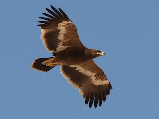 Steppe Eagle - eBird