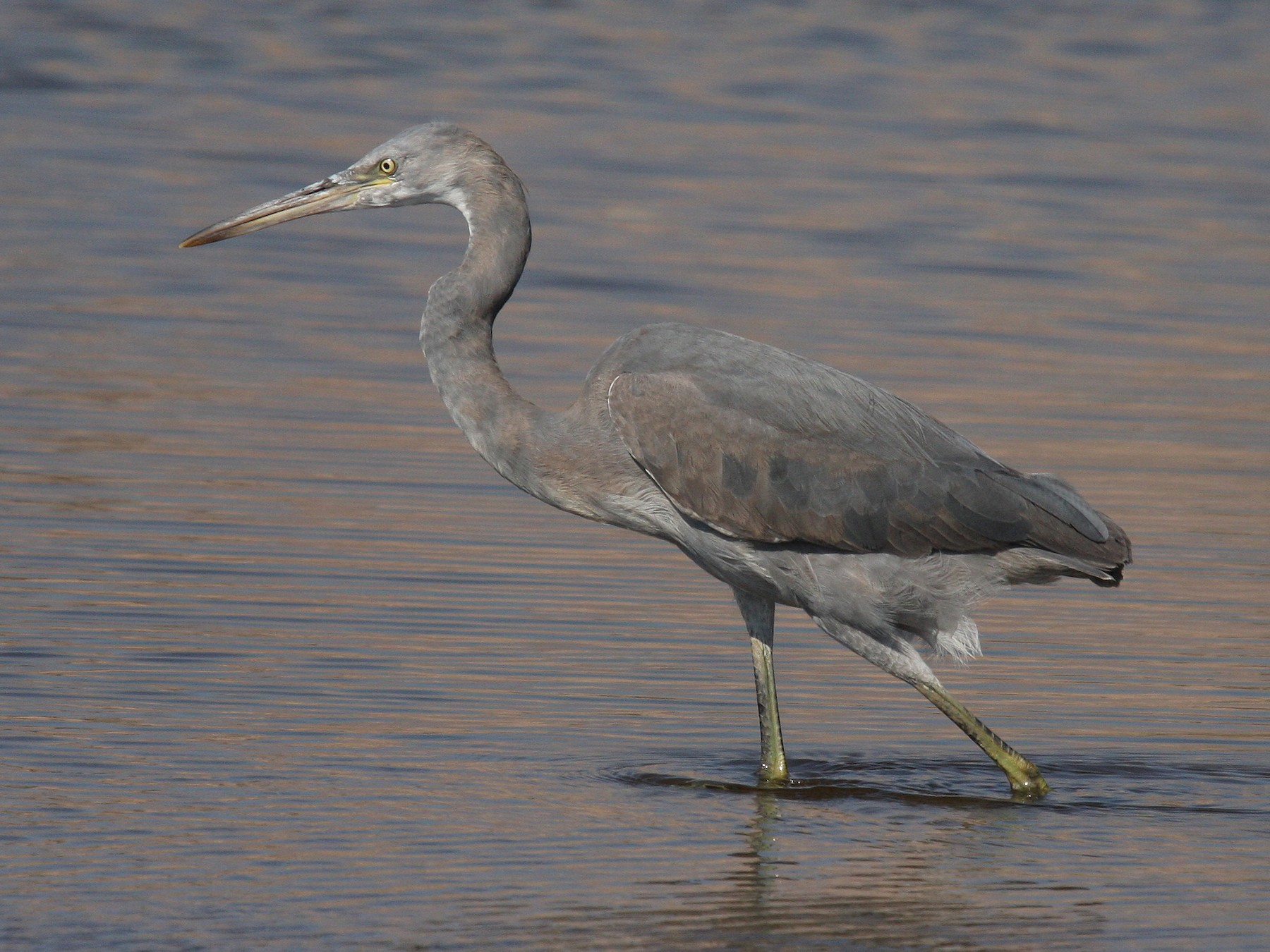 Western Reef-Heron - eBird