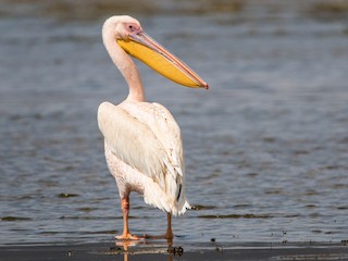 Pelícano Común - eBird