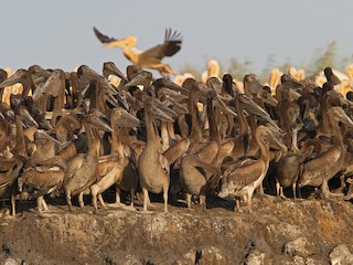 Pelícano Común - eBird