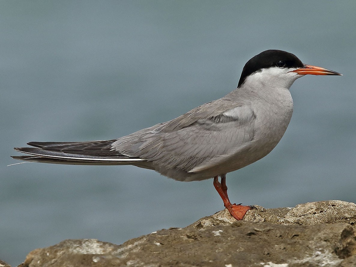 White-cheeked Tern - eBird