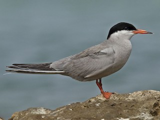 White-cheeked Tern - eBird